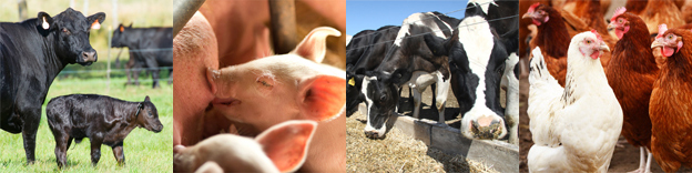 Antibiotic Stewardship in Food Animal Production - Farm Foundation
