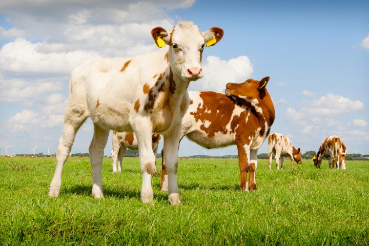 Home Page - Farm Foundation